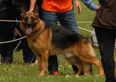 VA mRazz Haus Juris - Haus Juris German Shepherds